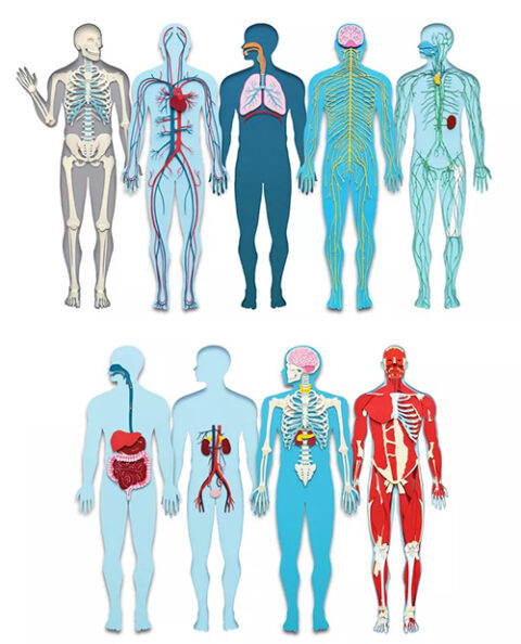 Organ System Balance as We Age: A Holistic Approach – Afternoon Course ...